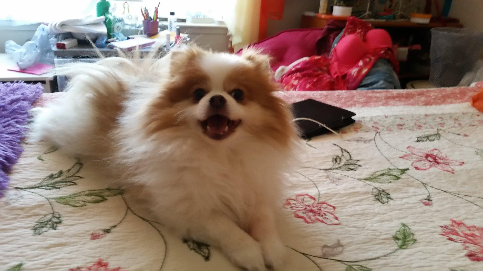 Amazon.com: Baby Powder Pet - Dog Cologne Spray (4 Oz/ 120 Ml)