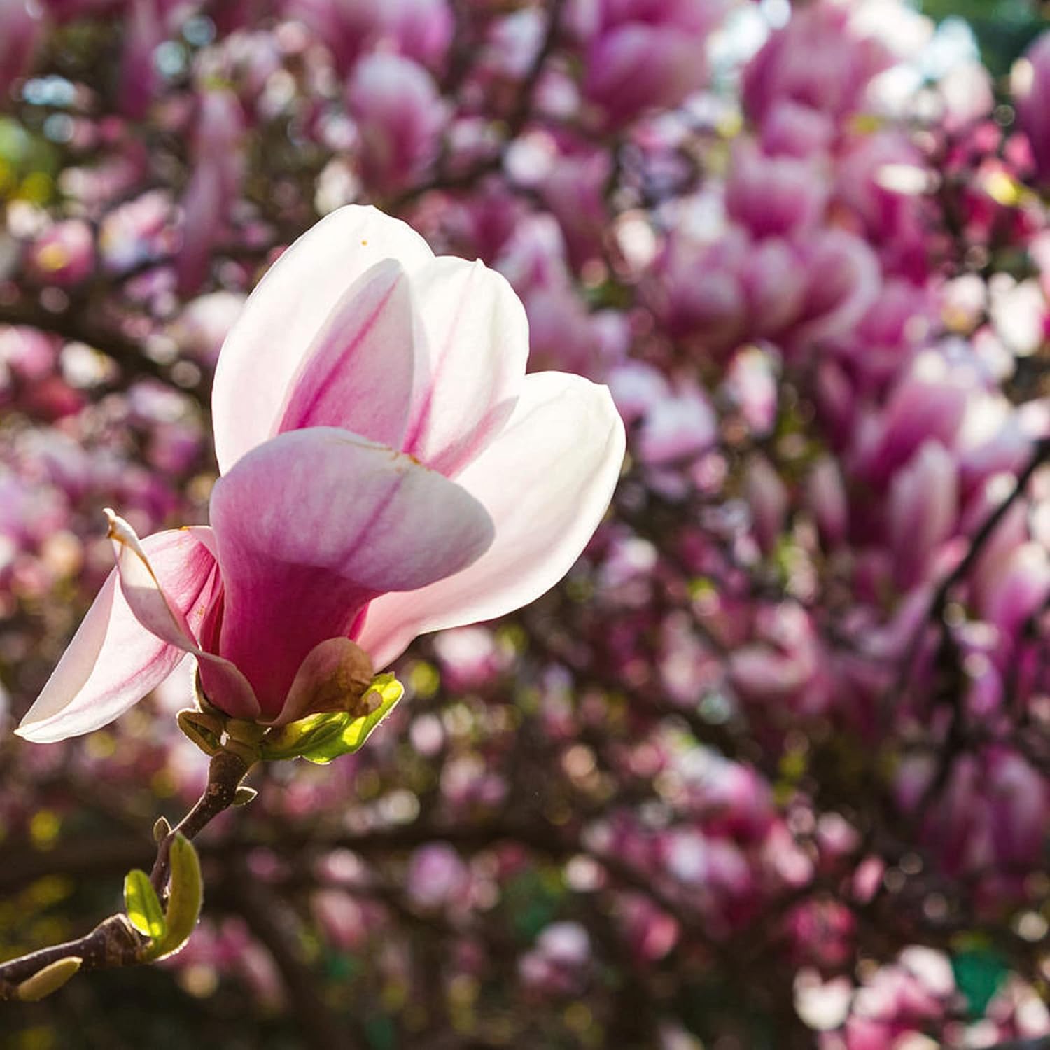 Amazon.com : CHUXAY GARDEN 30 Seeds Magnolia Soulangeana 'Rustica Rubra ...