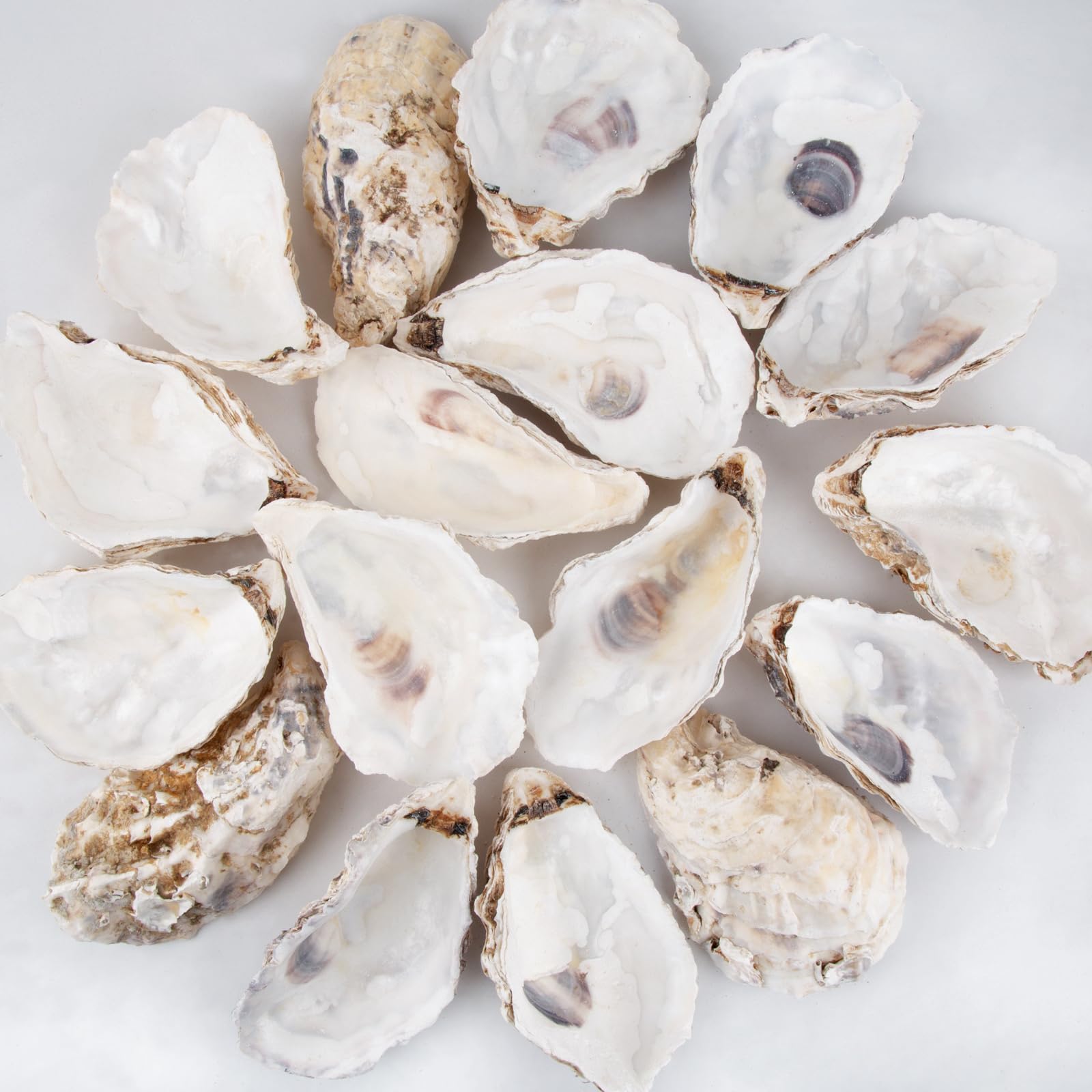 Amazon.com: QEQEKAKA 30PCS Oyster Shells Flat & Concave 5"-6" Extra ...
