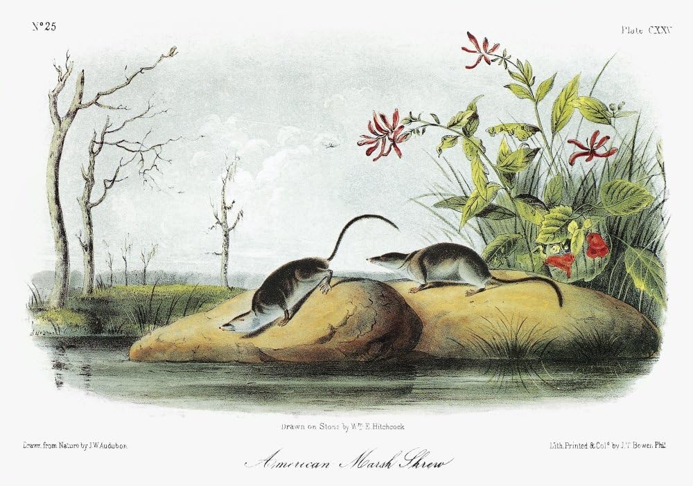 Amazon.com: Audubon Shrew Namerican Or Northern Water Shrew (Sorex ...
