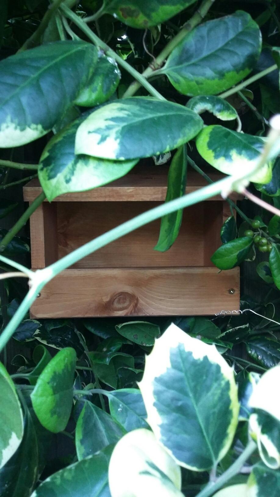 Riverside Woodcraft Blackbird nest box Deluxe With Anti Bacteria ...