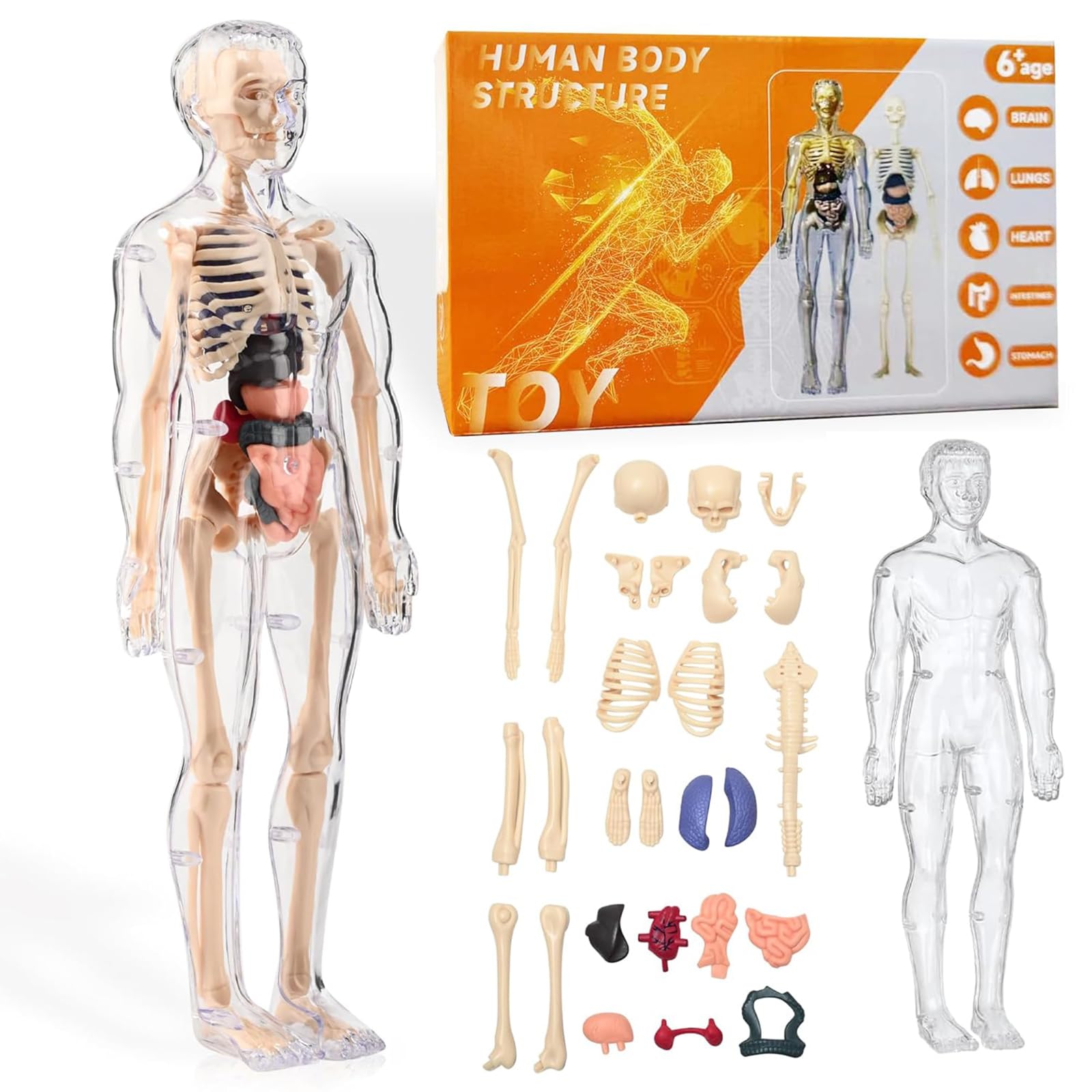 Buy Plexaris Human Body Structure Model, Human Body Model For Kids For ...