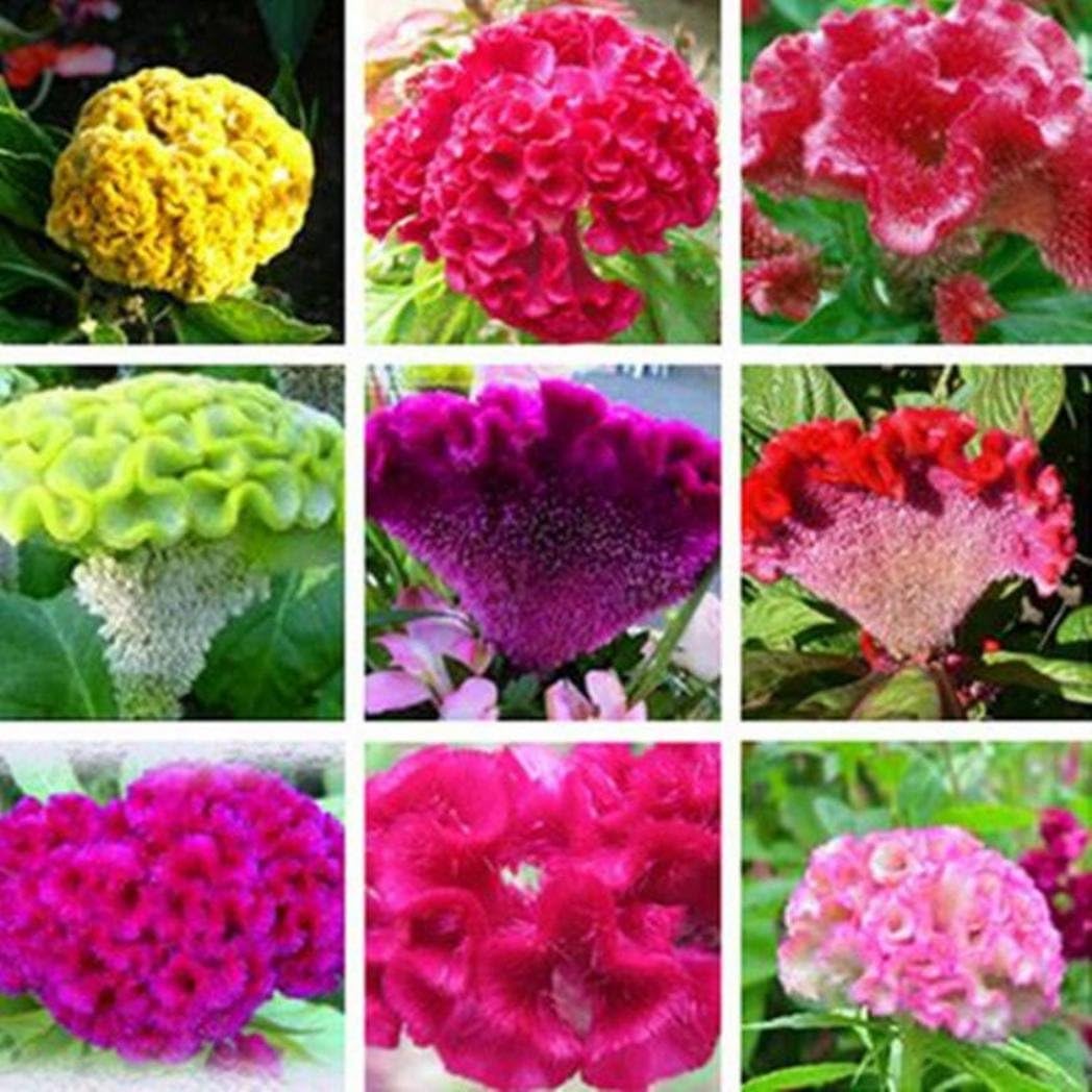 Amazon.com : Potato001 100 Pcs Mix Color Celosia Crested Cockscomb ...