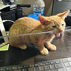 Amazon.com: Clear Acrylic Keyboard Cover Protector Anti-Cat,2 in 1 ...