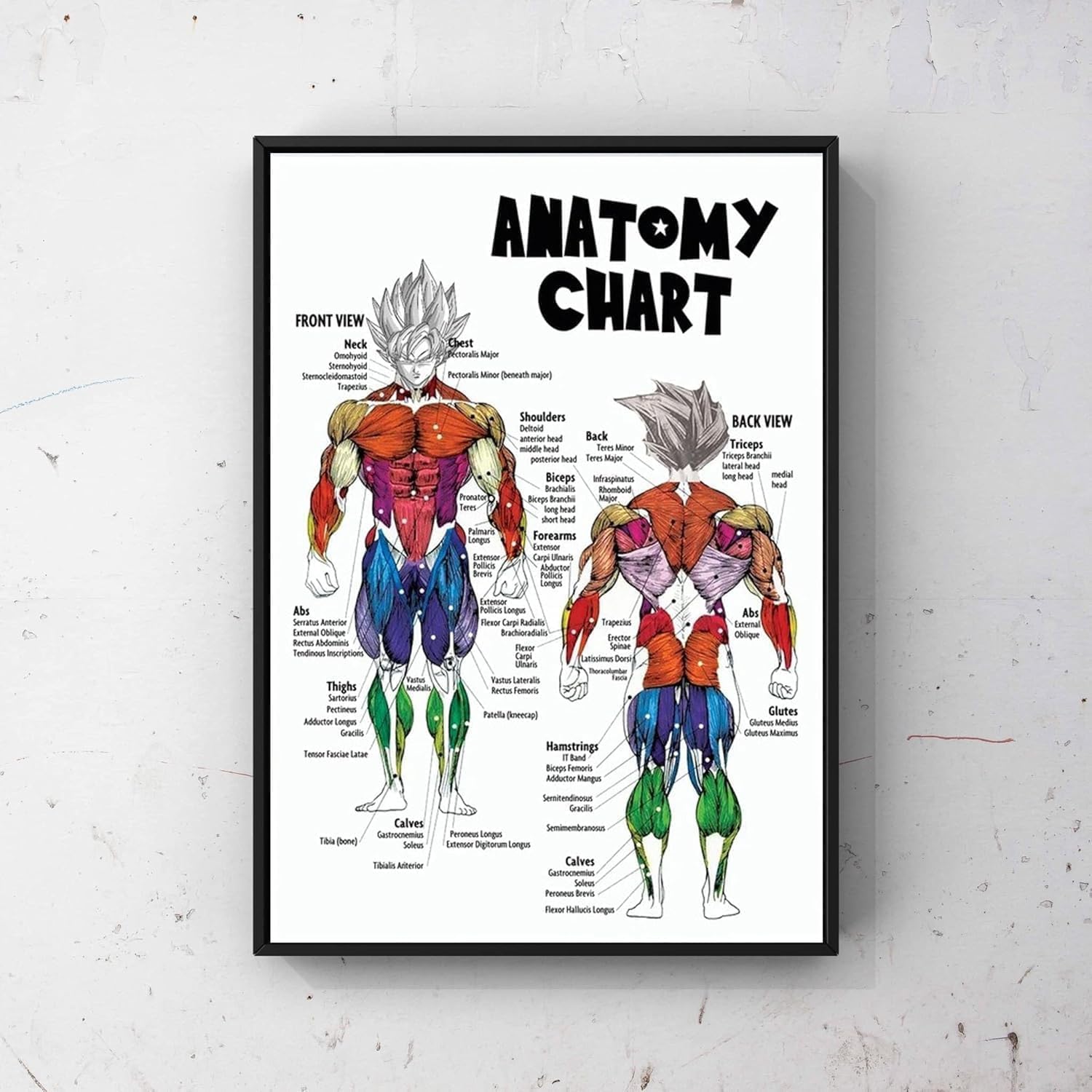 Amazon.com: Go-ku Muscle Chart - Anatomy Diagram - Anime Gym ...