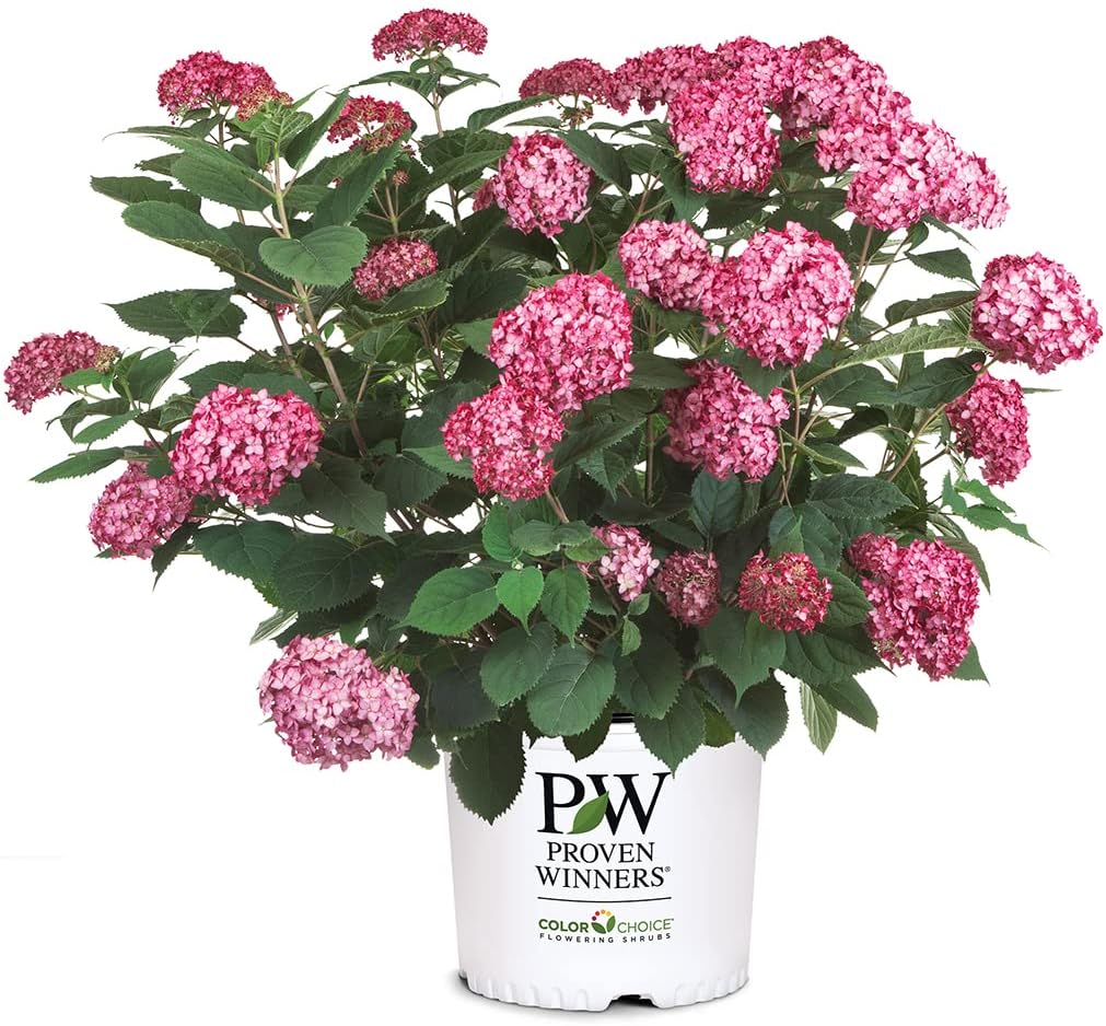 Amazon.com : 2 Gallon Proven Winners Hydrangea Invincibelle Ruby ...