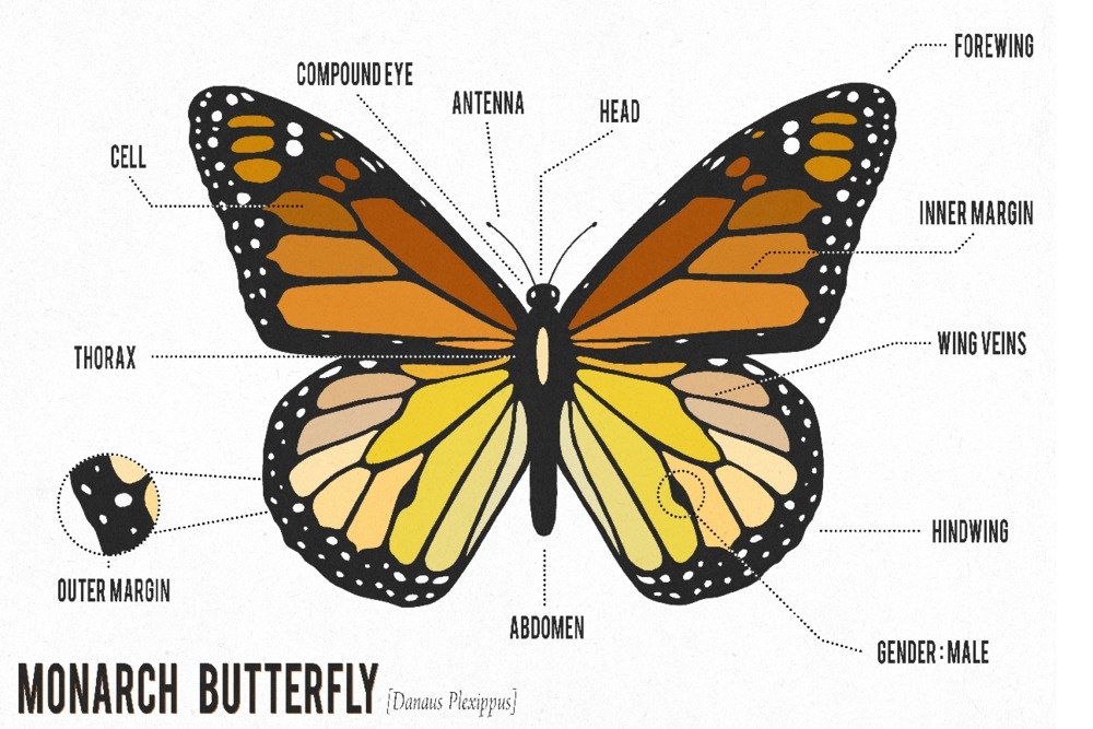 Scientific Butterfly Chart