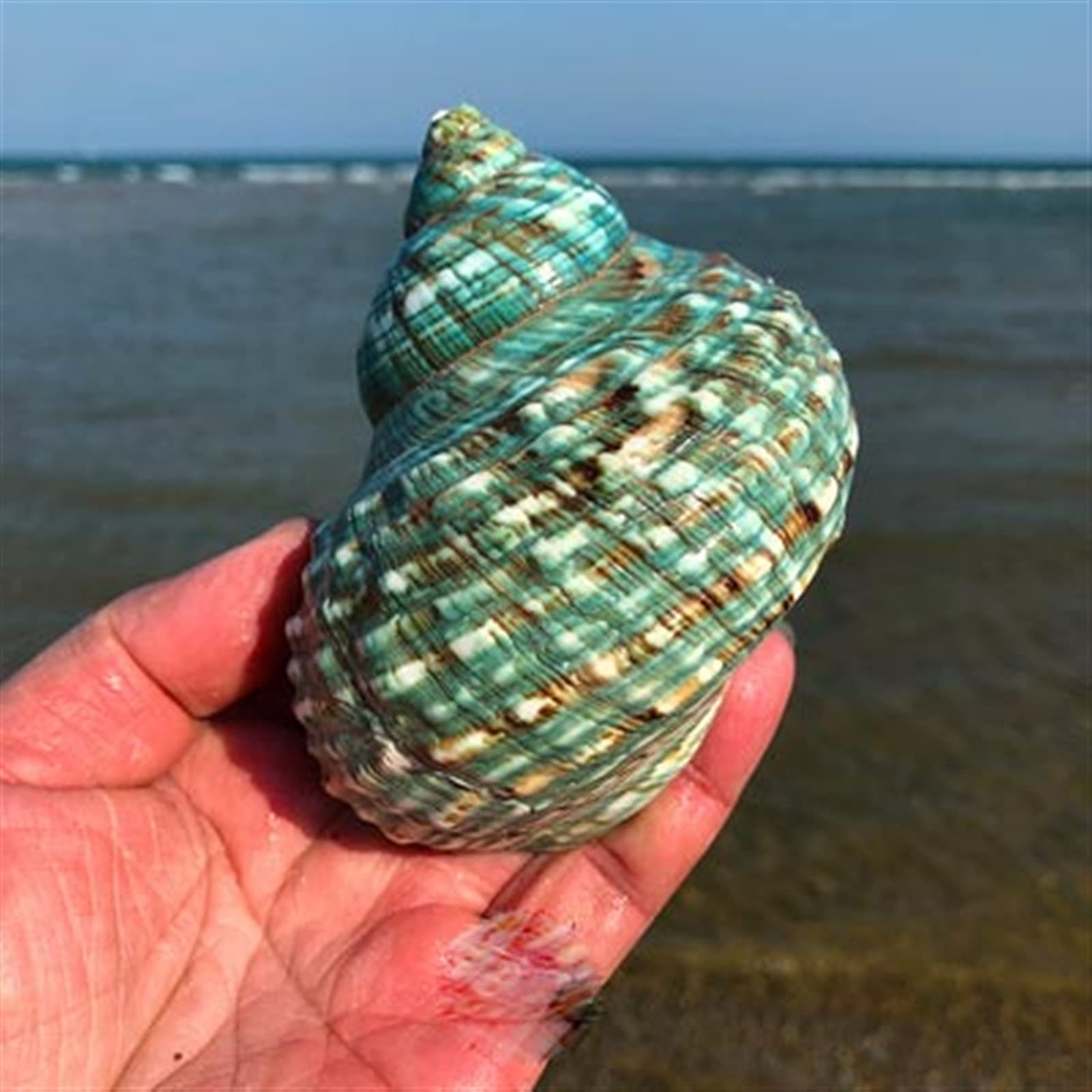 Squidward House For Fish Tank Natural Conch Shell Decoration For ...