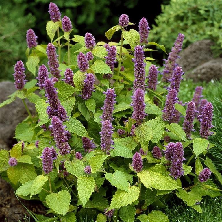 Agastache foeniculum 'Golden Jubilee' Hyssop, Anise Hyssop, Giant ...