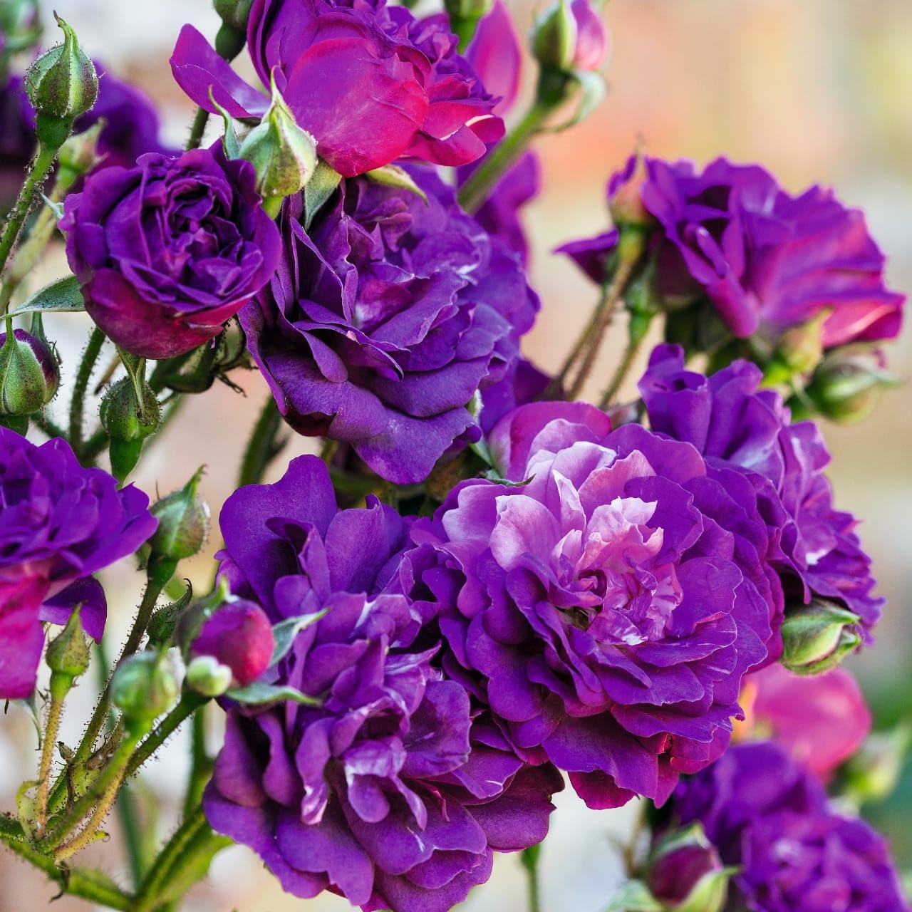 Most Beautiful Purple Flowers 24 Purple Flowers To Brighten Your