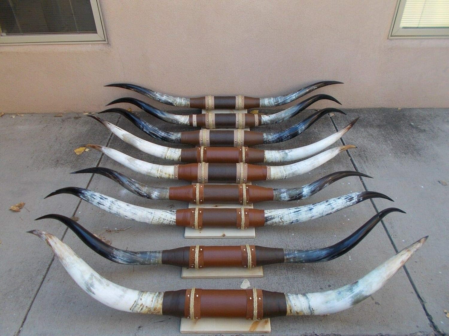 Amazon.com: Real XXXL Mounted Steer Cow Bull Texas Long Horns (One Set ...
