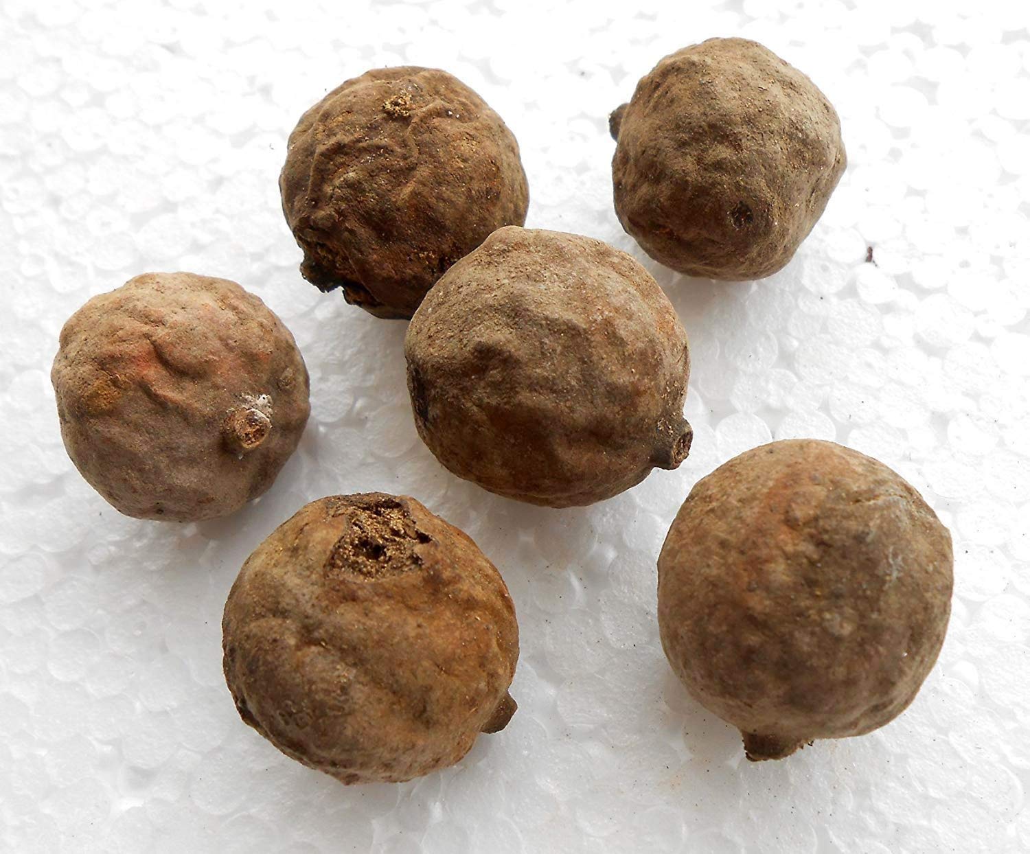 GREEN WORLD Baheda/Bahera/Terminalia Bellirica Tree Seeds (10 Seeds ...