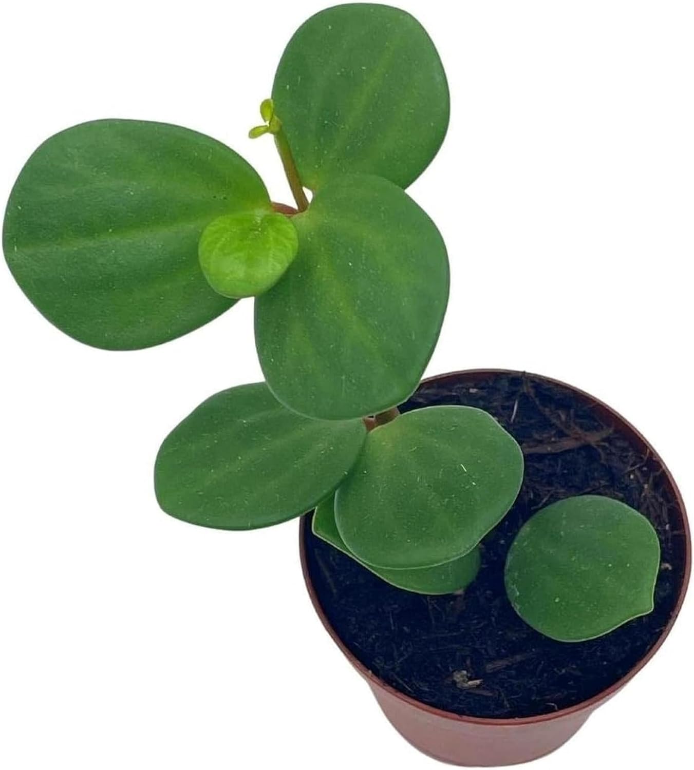 Amazon.com : BubbleBlooms Peperomia Hope in a 2 inch Pot Trailing Jade ...
