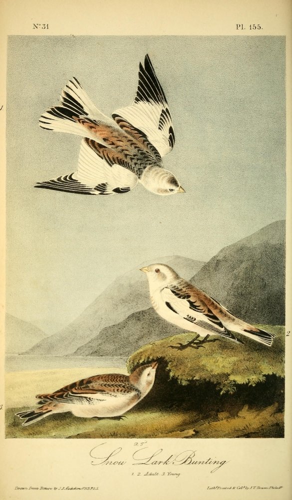 Lark Bunting Drawing