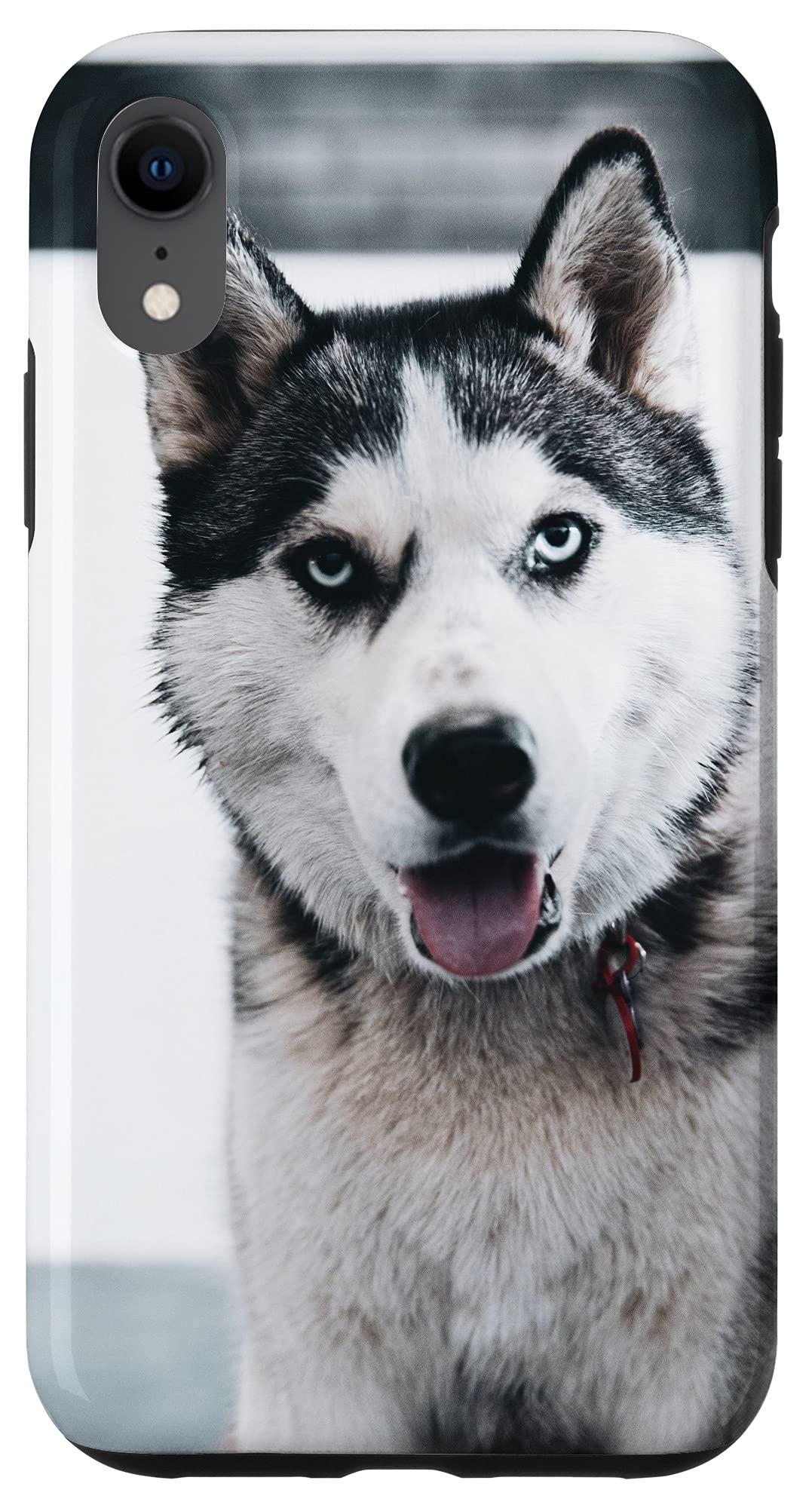 Are Siberian Husky Protective