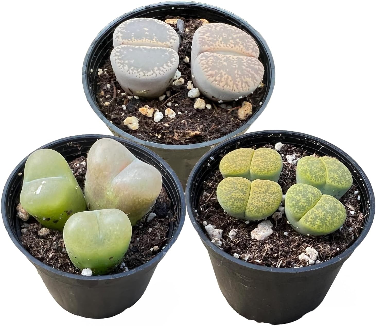 Amazon.com : 2.5 in. Lithops Plant Collection (4-Pack) : Patio, Lawn ...
