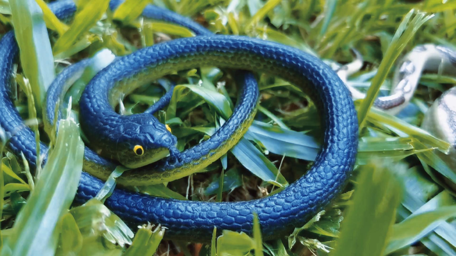 Watch 14pcs Realistic Rubber Snakes to Keep Birds Away on Amazon Live