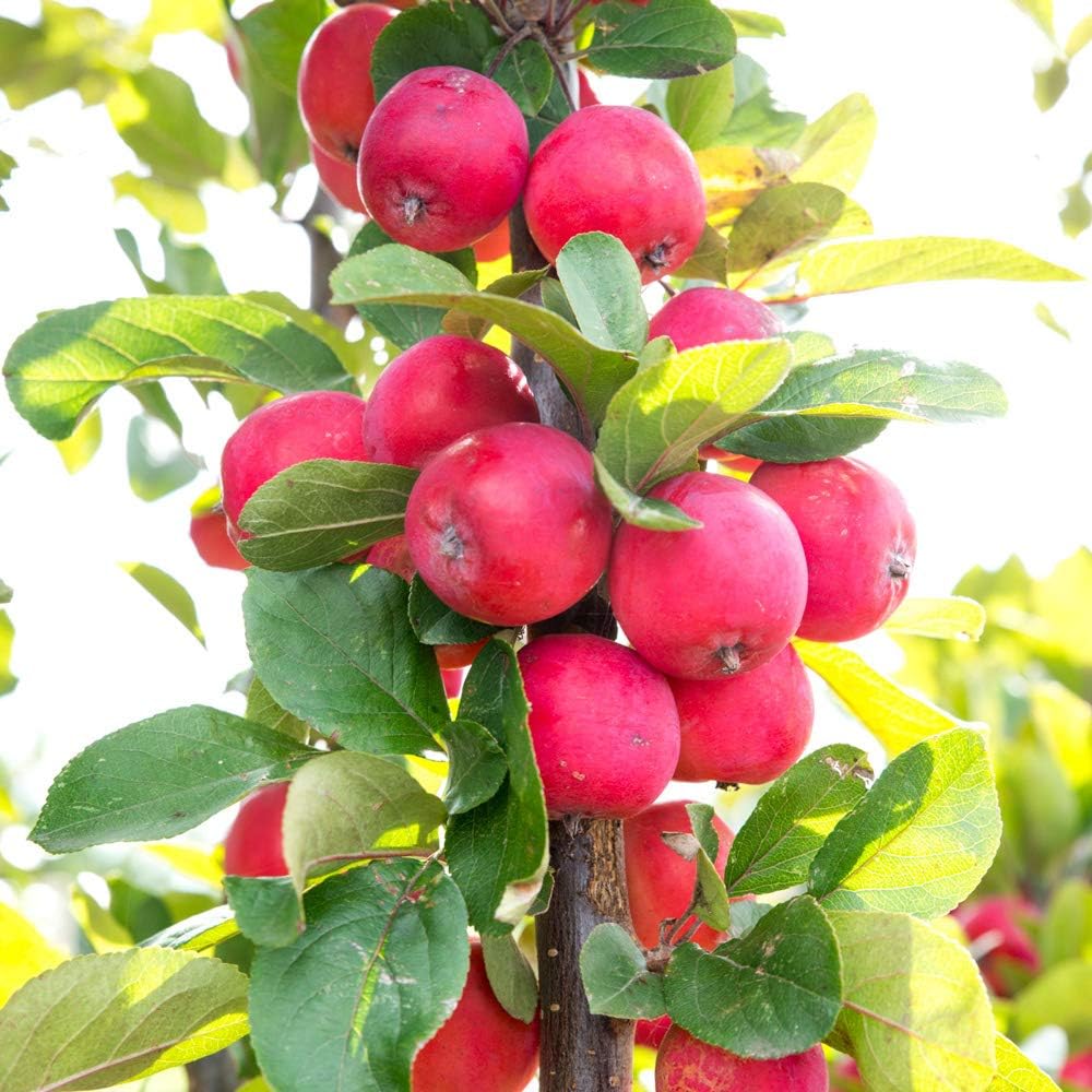 You Garden - Duo Fruit Apple Tree, 2 Varieties of Apple on 1 Bare Root ...