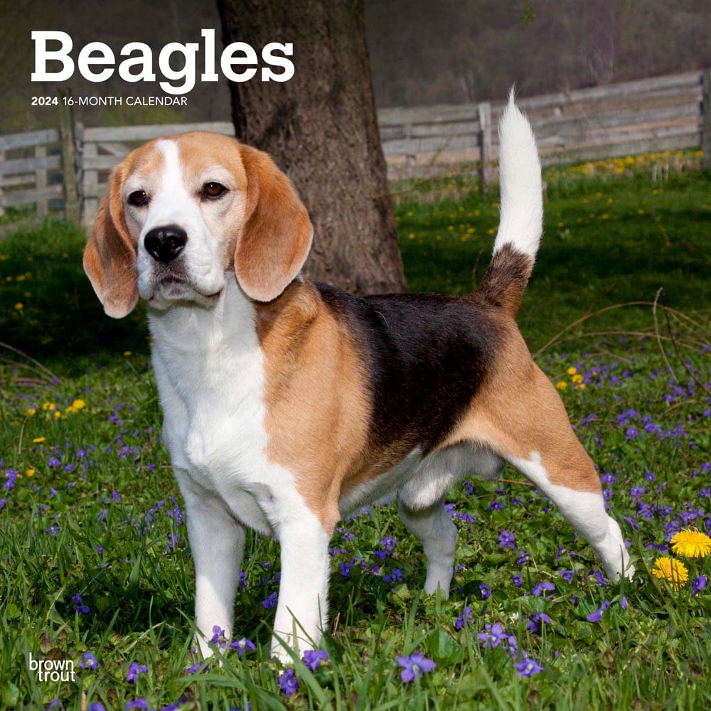 Beagles | 2024 12 x 24 Inch Monthly Square Wall Calendar | BrownTrout ...