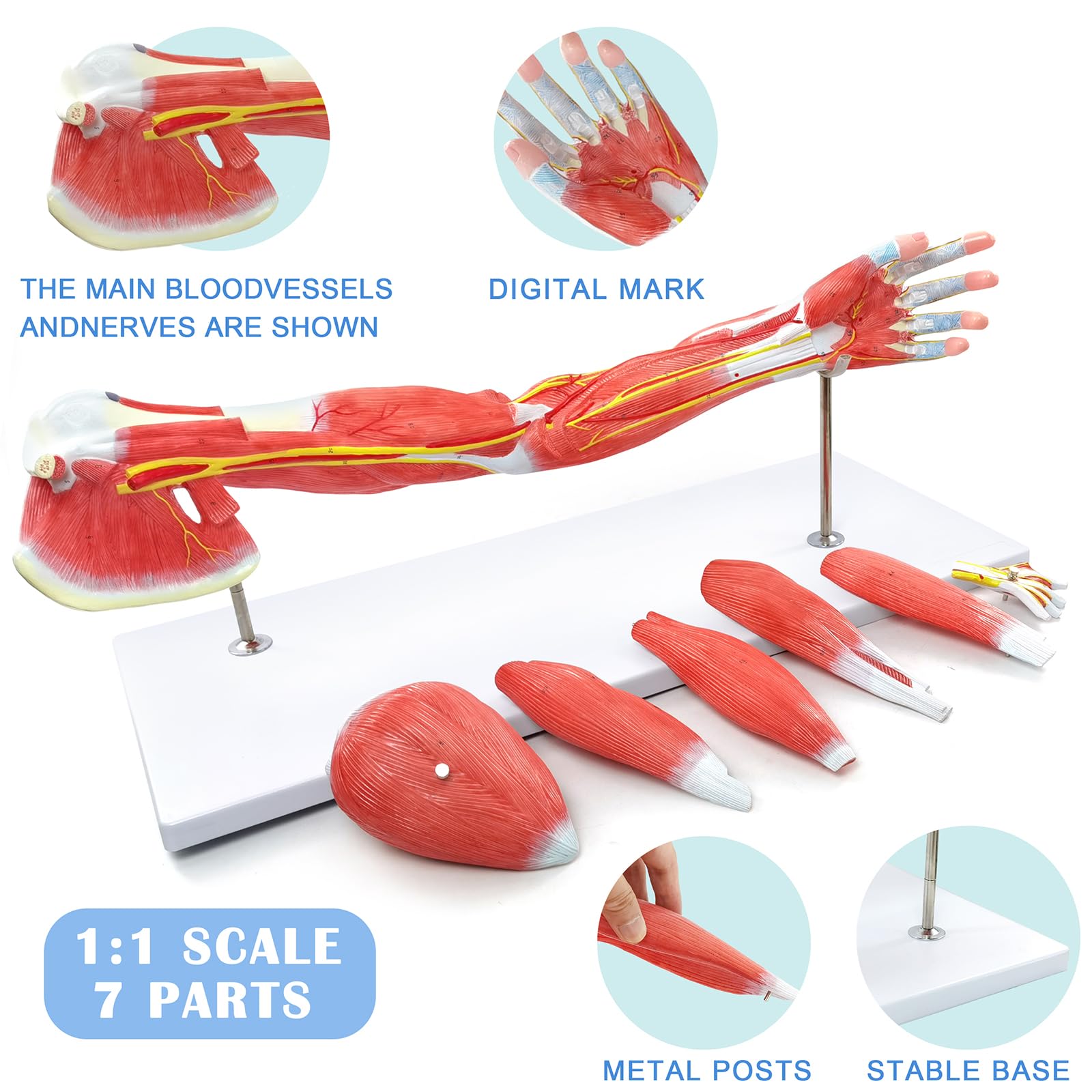 Buy NEW HORIZON Human Arm Anatomical Muscle Model Anatomy Arm Model ...