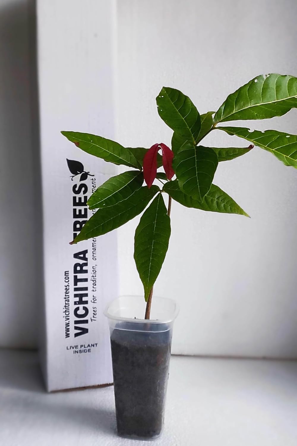 Vichitra Trees - Live Kusum Plant - Schleichera oleosa : Amazon.in ...
