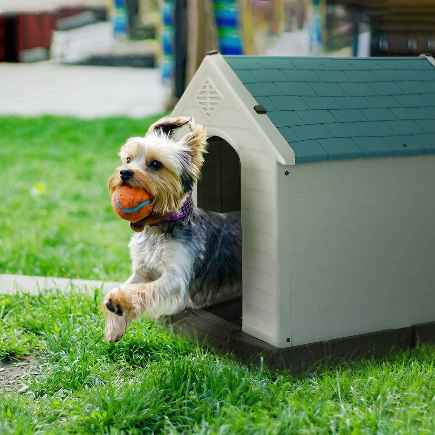 Igloo Insulated Dog