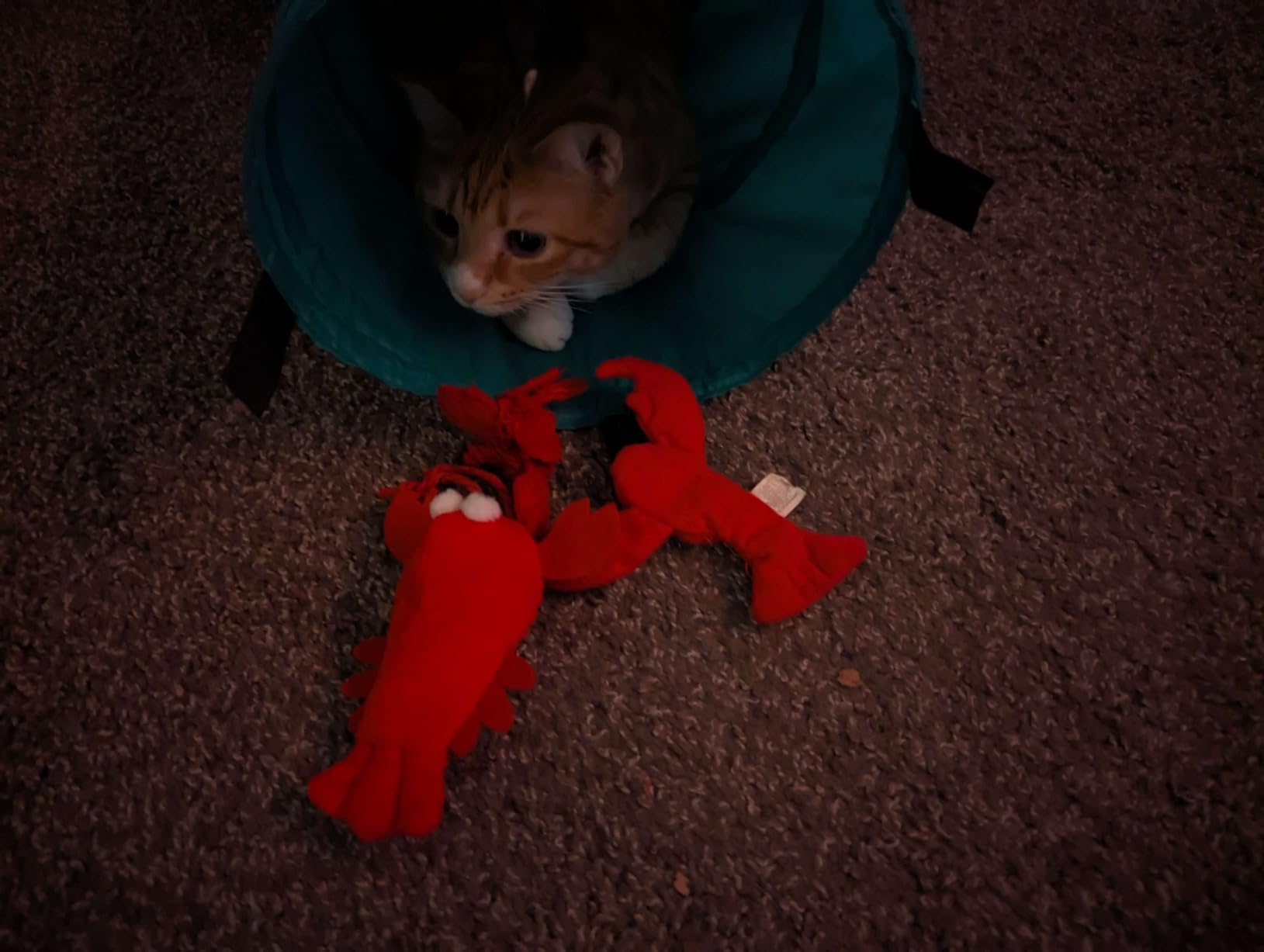 Amazon.com : KTR Group Chunky Lobster Cat Toy Plush with Catnip and ...