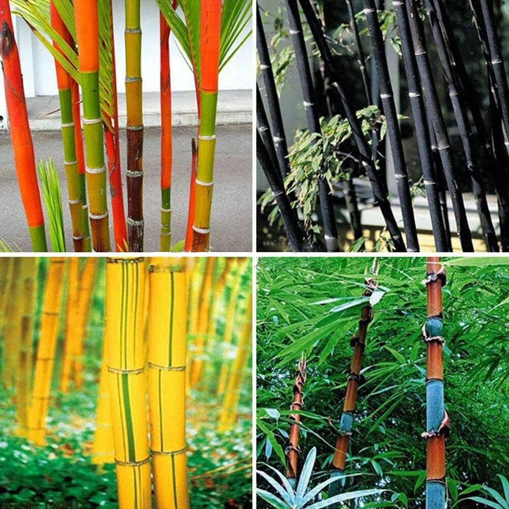 Amazon.com : 200+ Mix Giant Bamboo Seeds for Planting Outdoors, Privacy ...