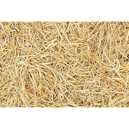 Paddy Straw(500gr) for Mushroom Farming and Gardening,Natural Rice ...
