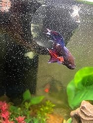 Zoo Med Floating Betta Log : Amazon.ca: Pet Supplies