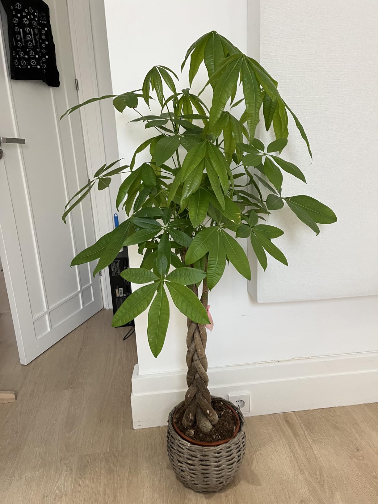 Planta Tronco Trenzado PACHIRA ACUATICA Arbol Grande 120CM Altura ...