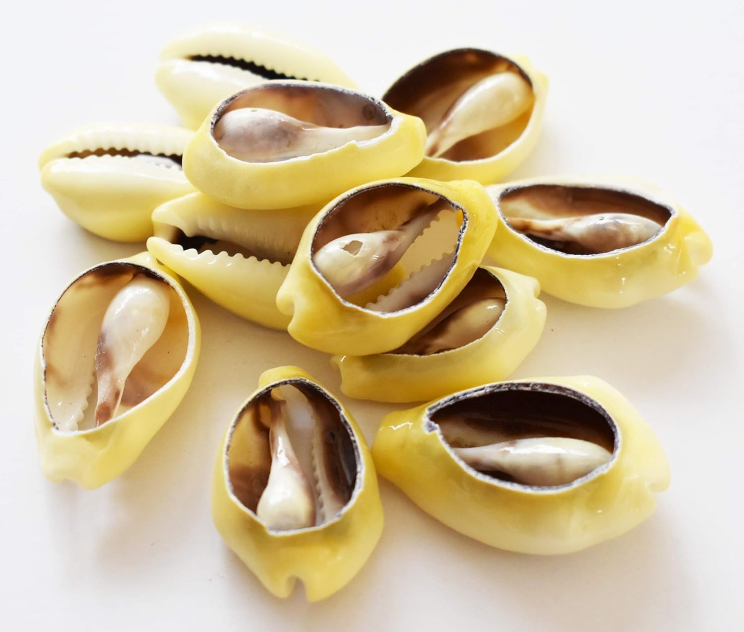 Amazon.com: 12 Center Cut Money Cowrie Shells (1-1.5"/25-37 mm) Beach ...