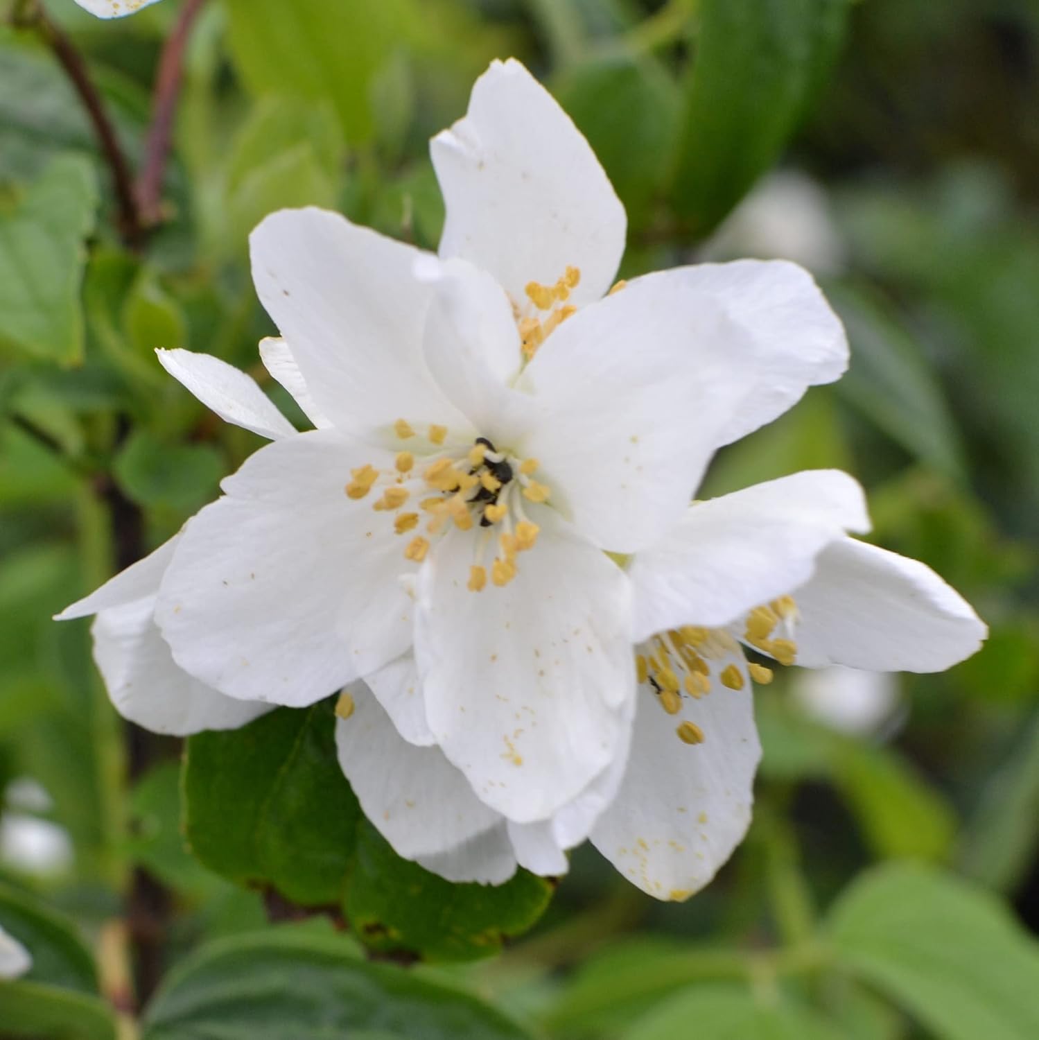 Amazon.com : CHUXAY GARDEN 20 Seeds Philadelphus Coronarius,Mock Orange ...