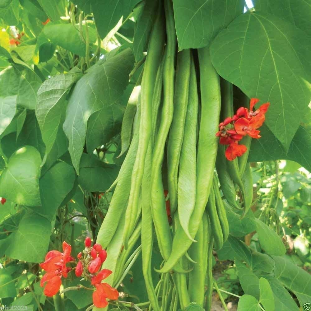 Amazon.com : Scarlet Emperor Runner Bean Non-gmo British Heirloom ...
