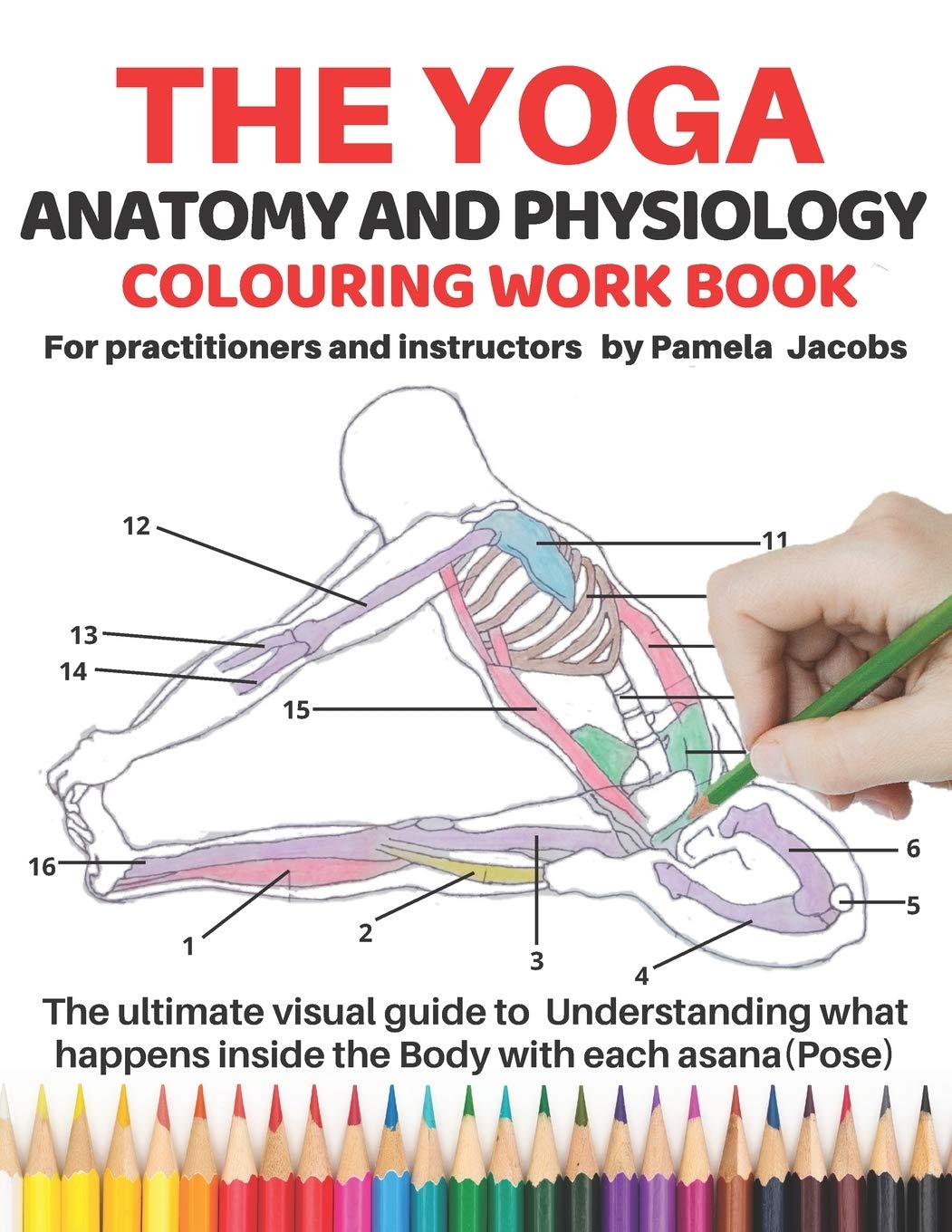 Amazon.com: The Yoga Anatomy and Physiology colouring work Book for ...