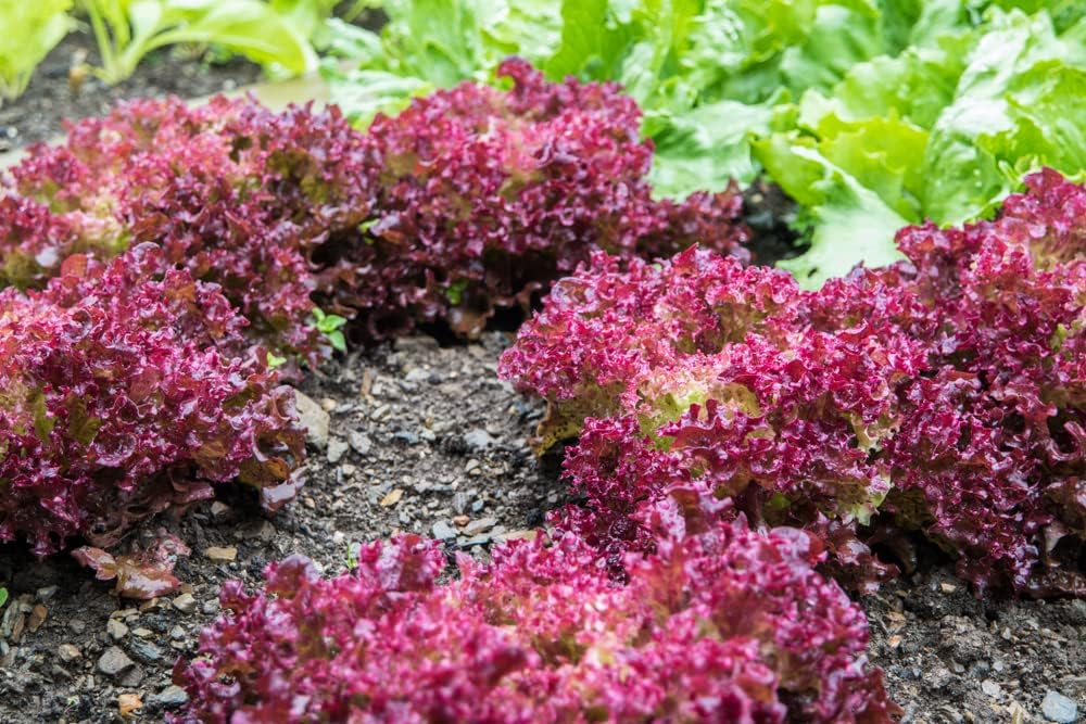 Lollo Rosso – Semillas de lechuga de hoja para plantar, más de 500 ...