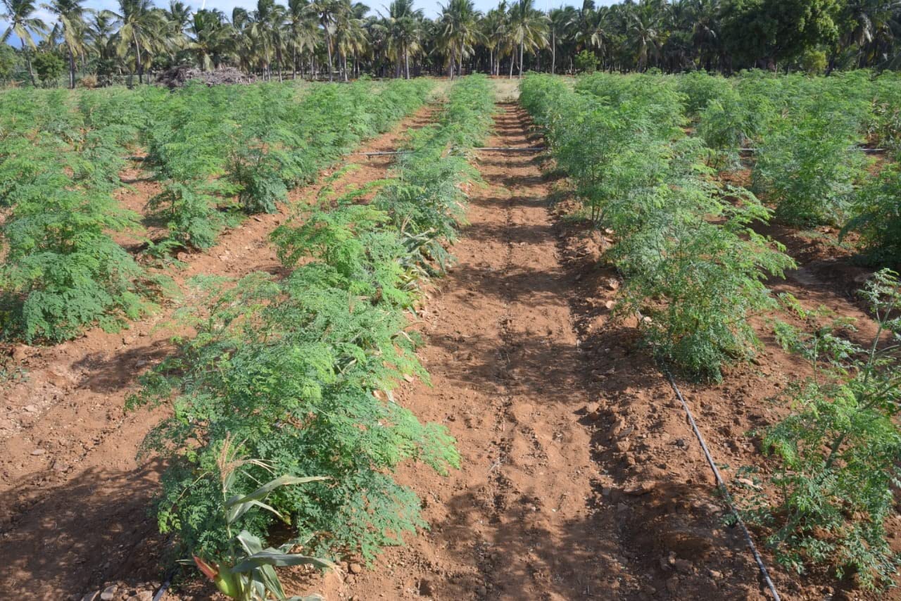 Drumstick PKM (Sehjan) Vegetable Seeds (Pack Of 20 Seeds) : Amazon.in ...