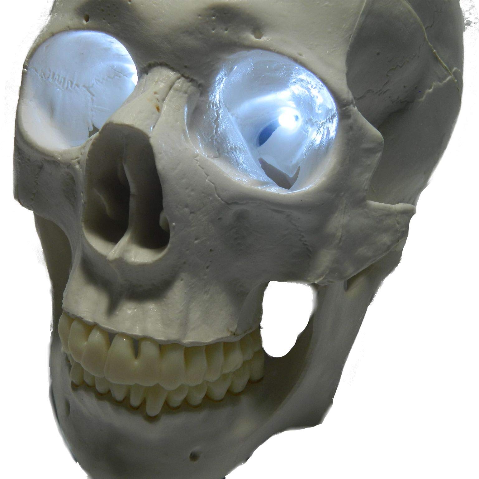 Amazon.com: Dead Head Props 24 inch, Battery Operated, White Led Eyes ...