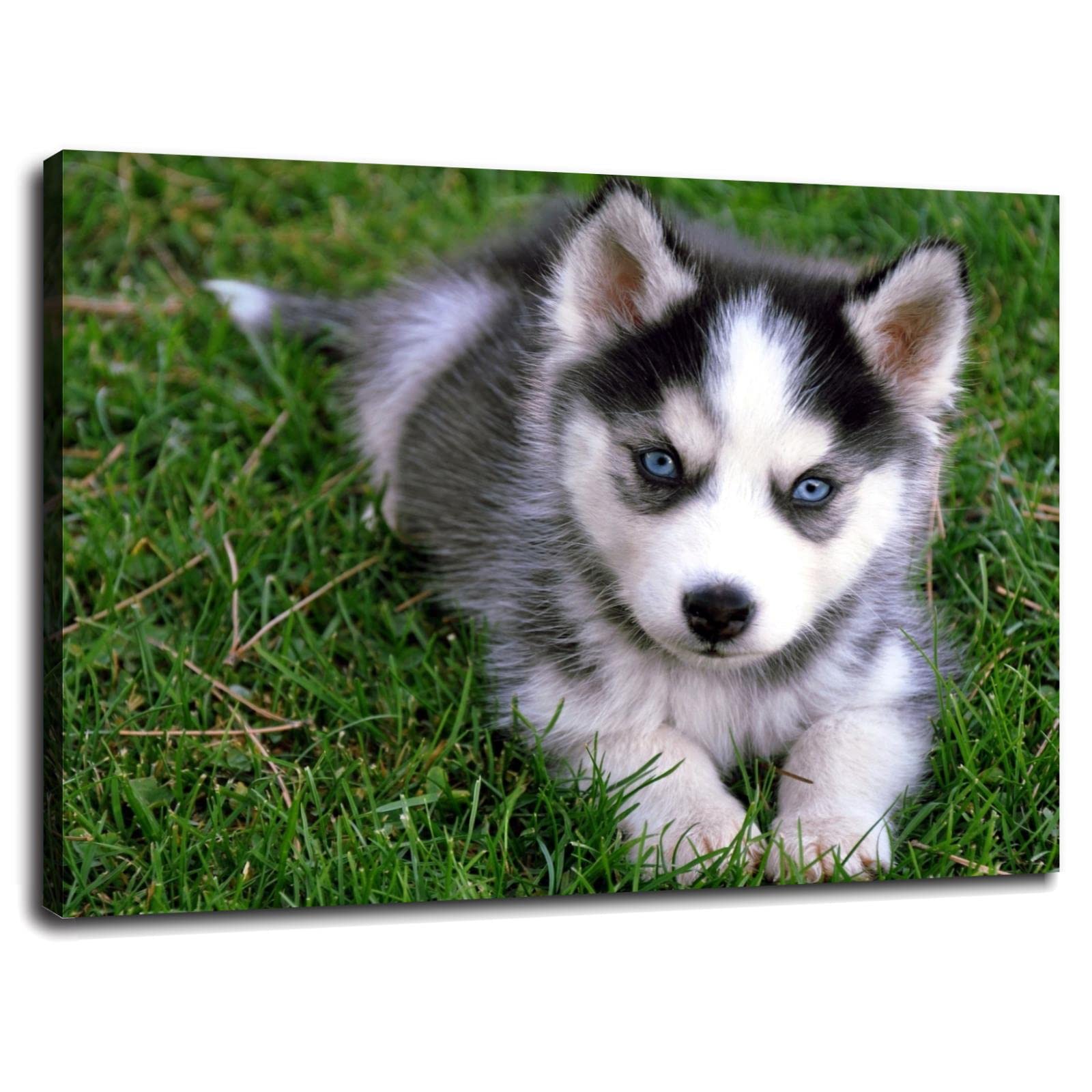 Lindo Cachorro Husky Un Lindo Cachorro De Beagle Inglés Foto De Stock