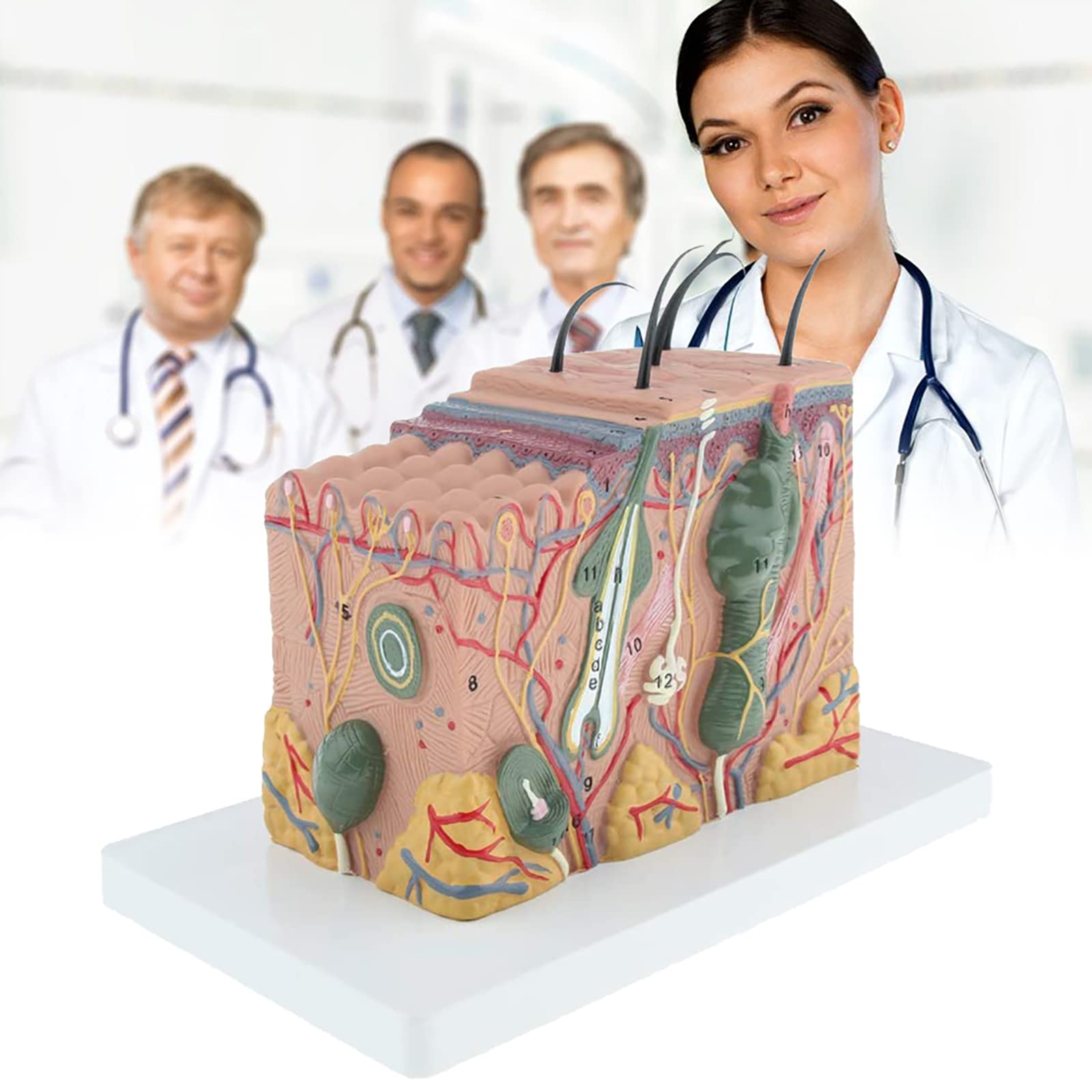 Buy iksvmsis Skin Anatomy Model Human, 35X Skin Anatomical Model, d ...