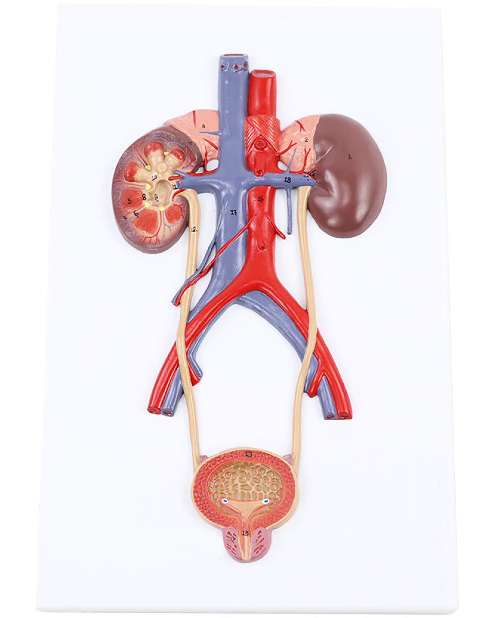 Buy LLC With Digital Indicator Human Urinary System Anatomical Model ...