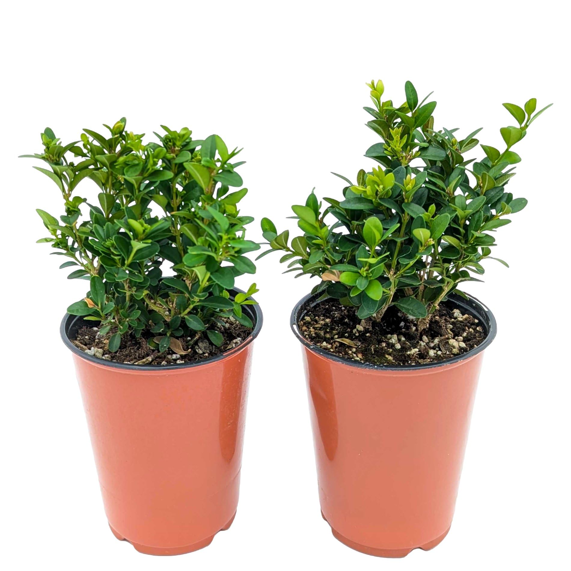 Arbusto De Boj De Belleza Verde Bonerva | Bola Boj Grande 36cm 2