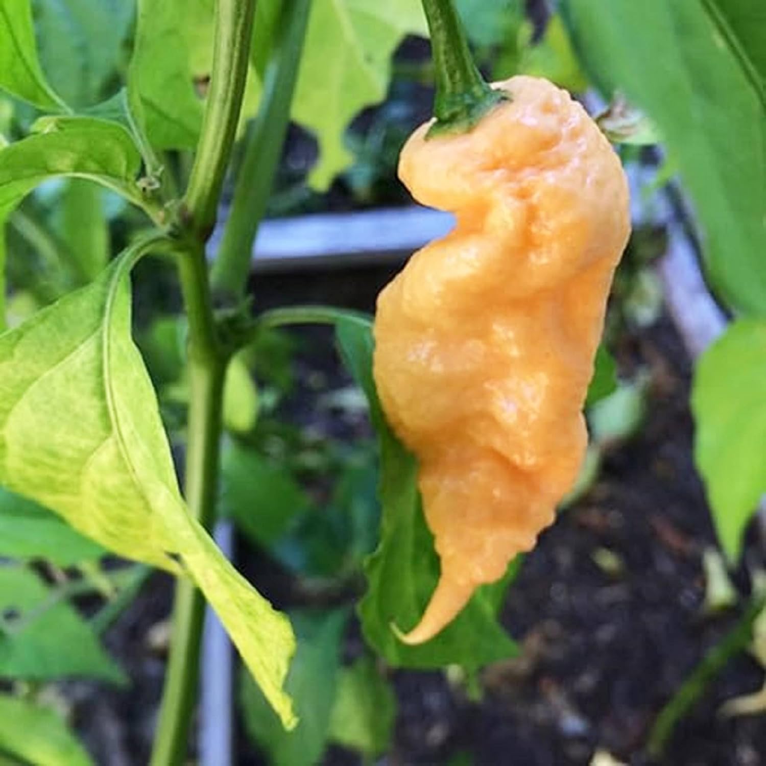Amazon.com : CHUXAY GARDEN Peach Ghost Pepper Seeds for Planting Ghost ...