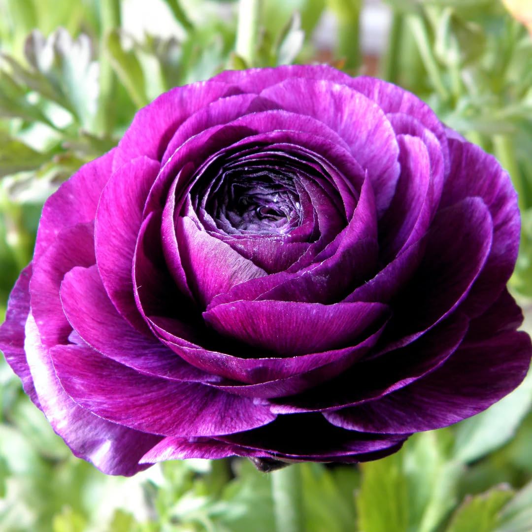 Purple Ranunculus Bulbs