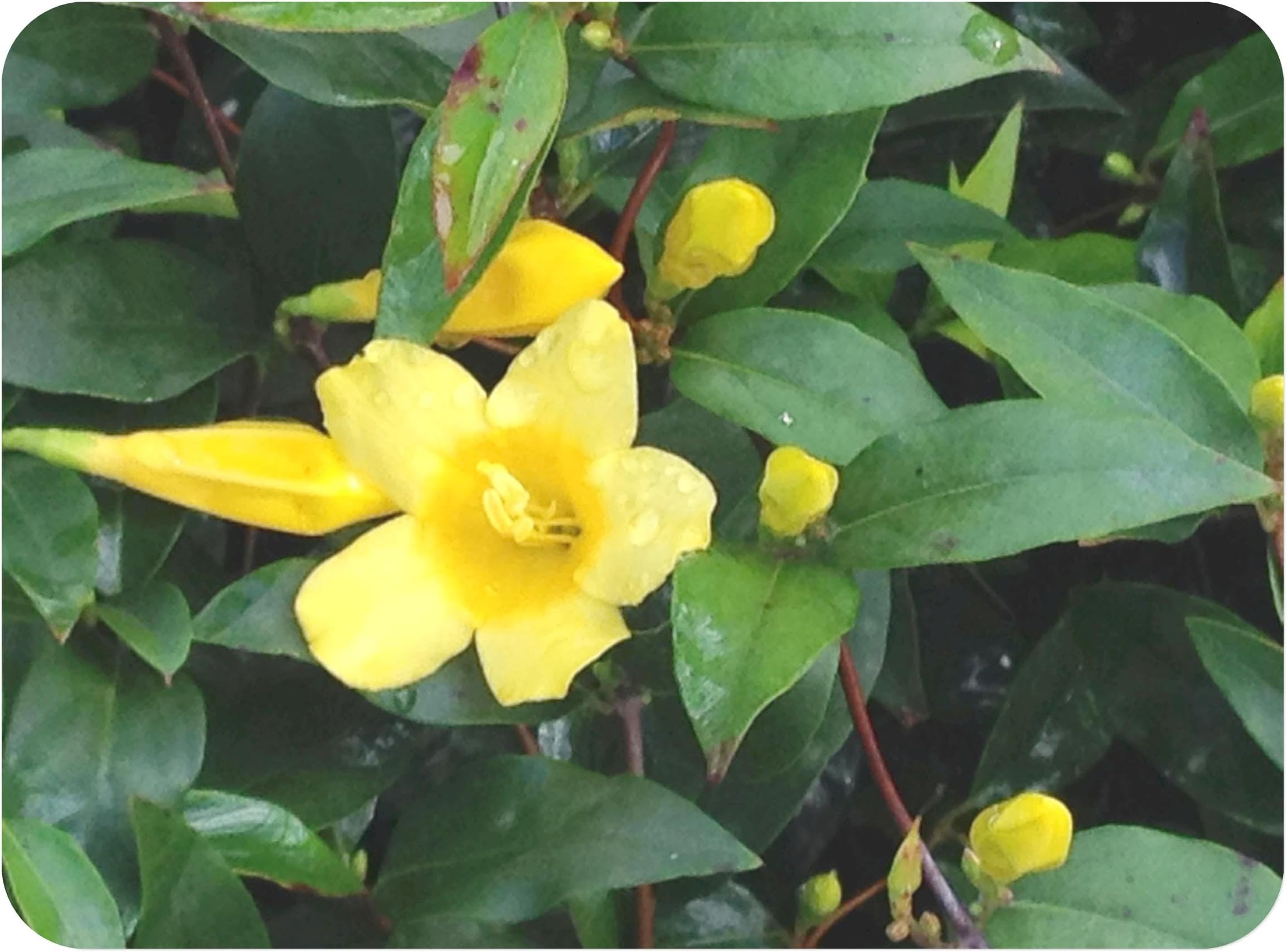 Amazon.com : Carolina Jasmine Fragrant Swamp Jessamine Yellow Spring ...