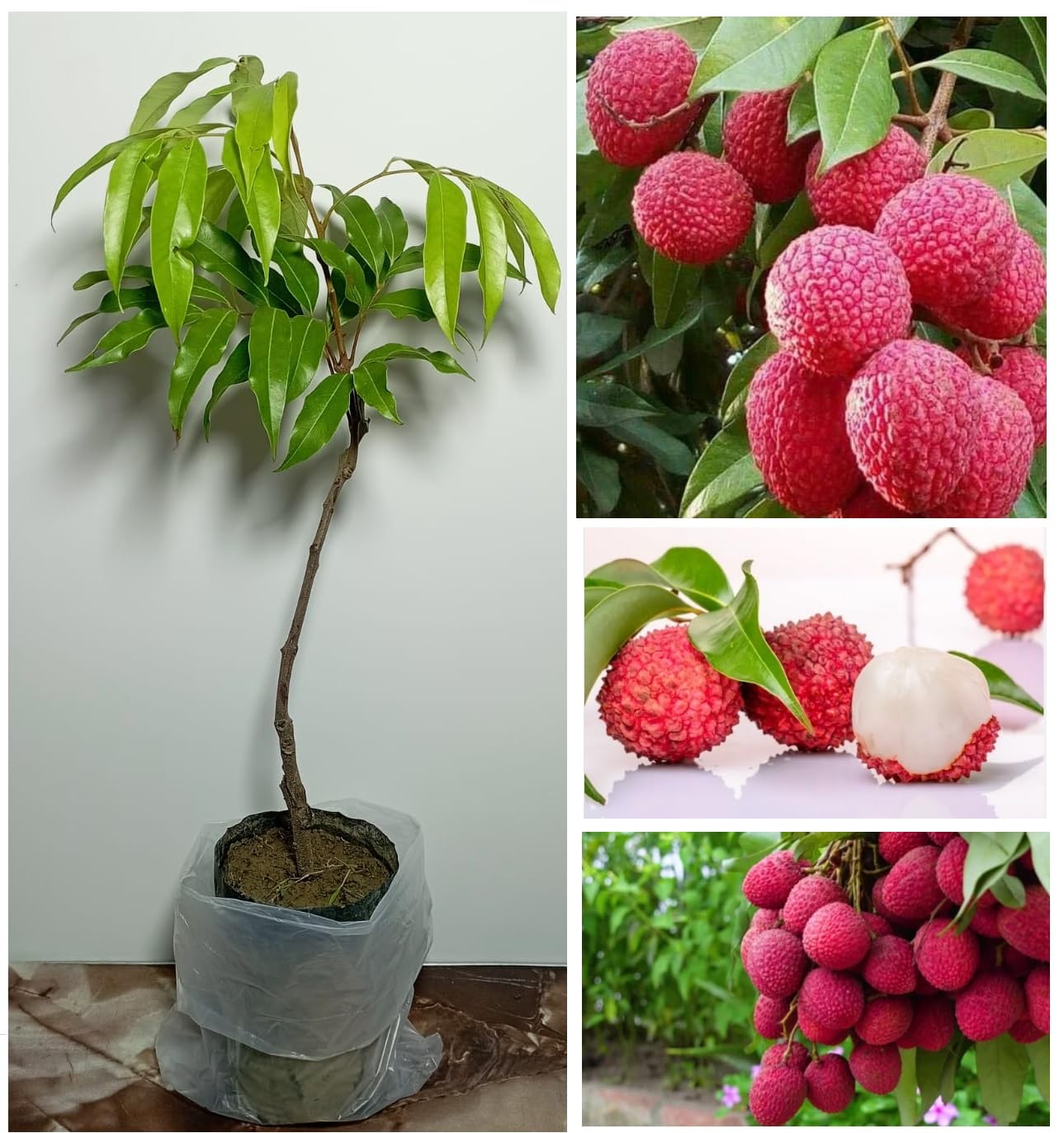 Green view® Thailand Litchi Plant Hybrid - All Seasons Dwarf Sweet ...