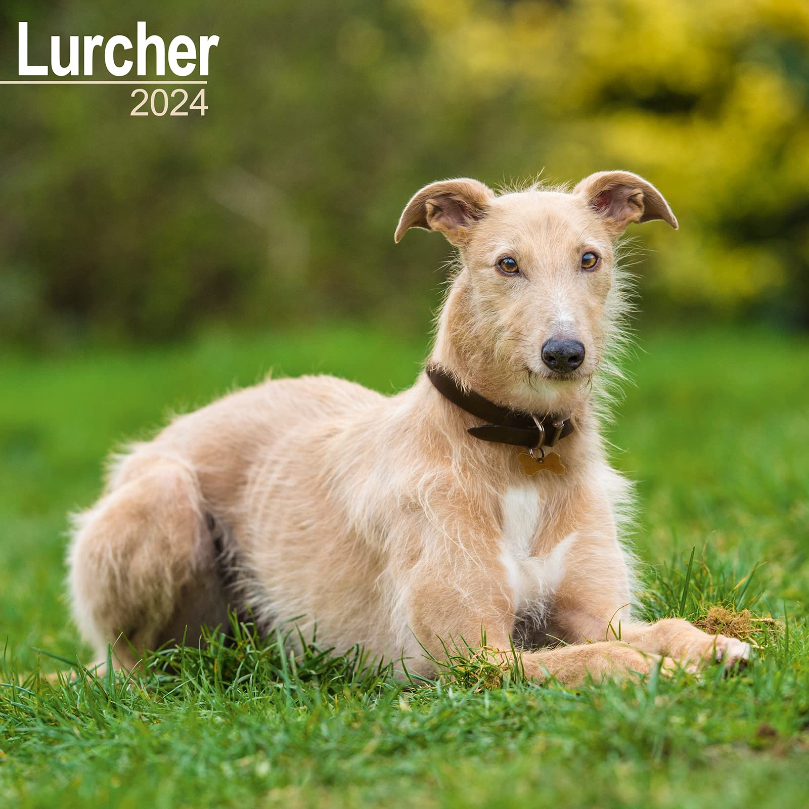 Lurcher Dog Lurcher Dog Dogs Fotos Und Bildmaterial In Hoher