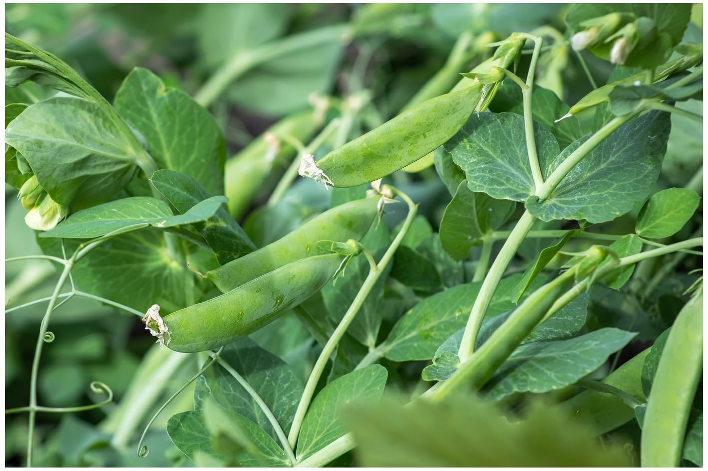 PREMIER SEEDS DIRECT - PEA - SUGAR SNAP PEA - DELIKETT - 250 SEEDS ...