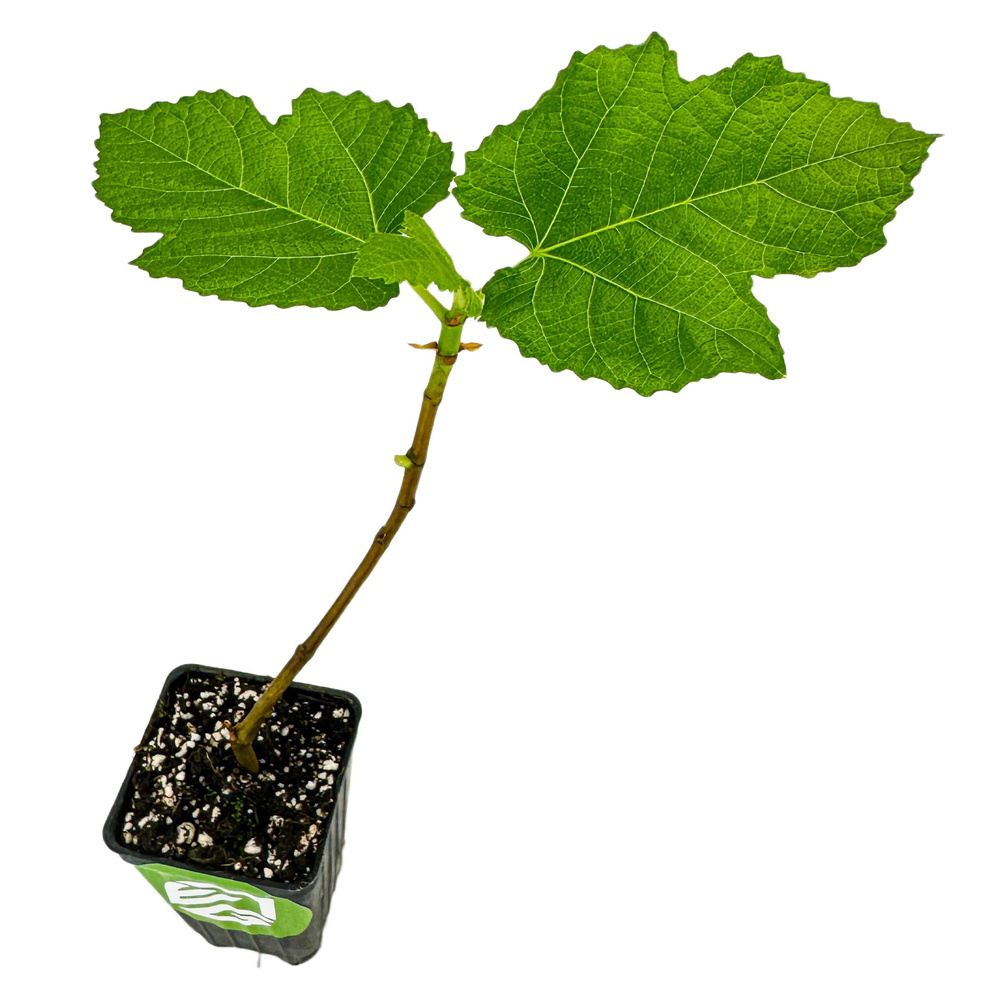 Amazon.com : Yellow Long Neck Fig Live Plant - Ficus carica by ...