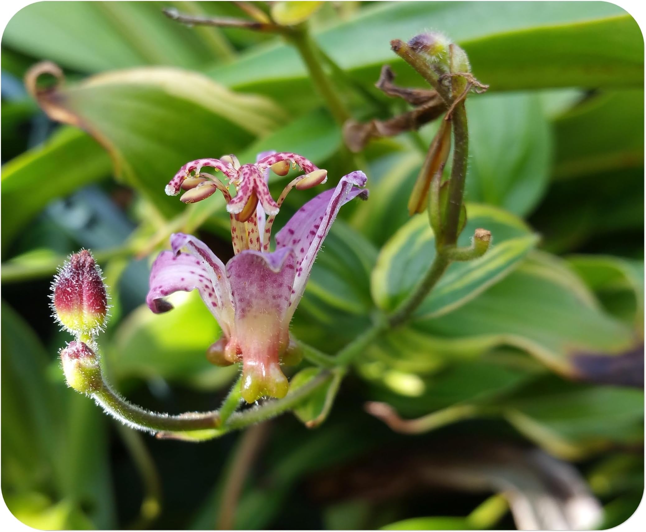 Amazon.com : Votaniki Formosa Toad Lily - Shade Loving Perennial, Toad ...